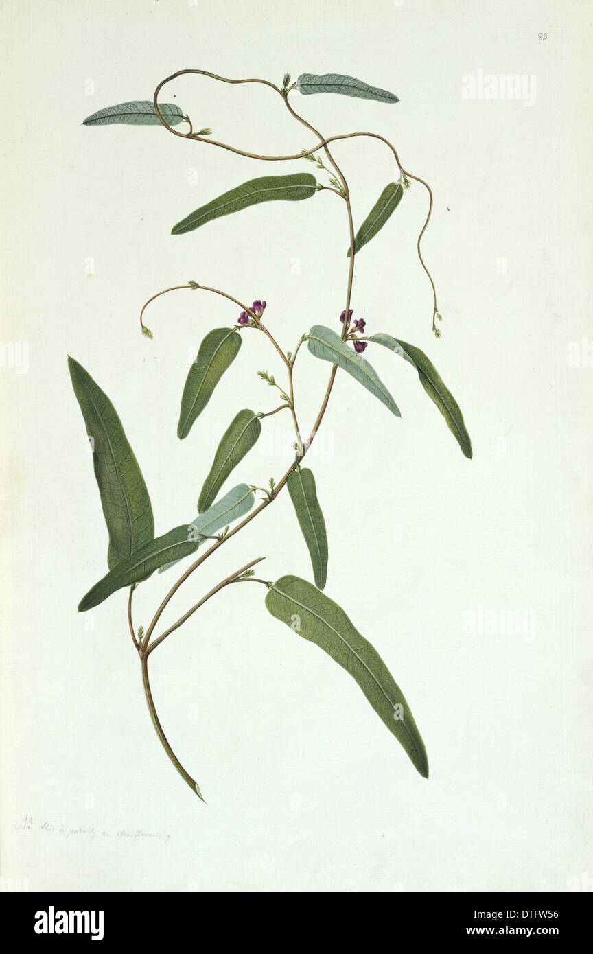 Hardenbergia violacea, purple coral pea Stock Photo - Alamy