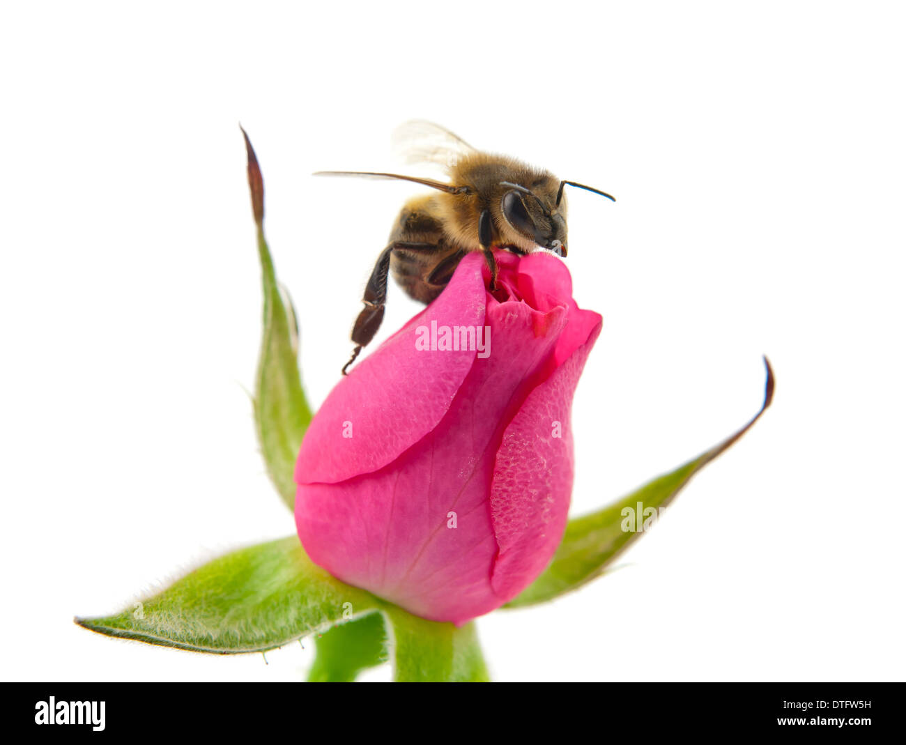 bee and rose isolated on white Stock Photo - Alamy