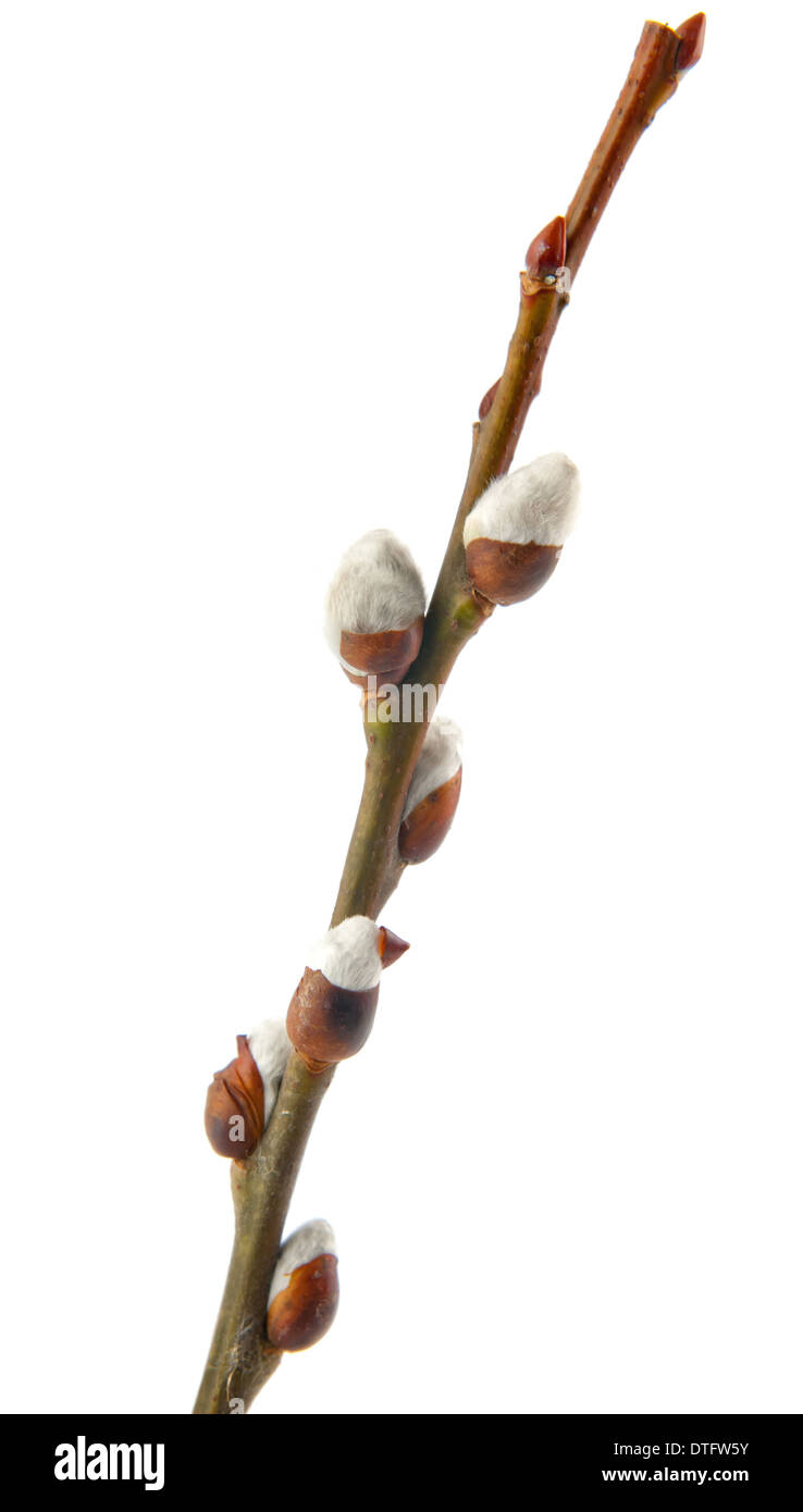 bud isolated on a white background Stock Photo - Alamy