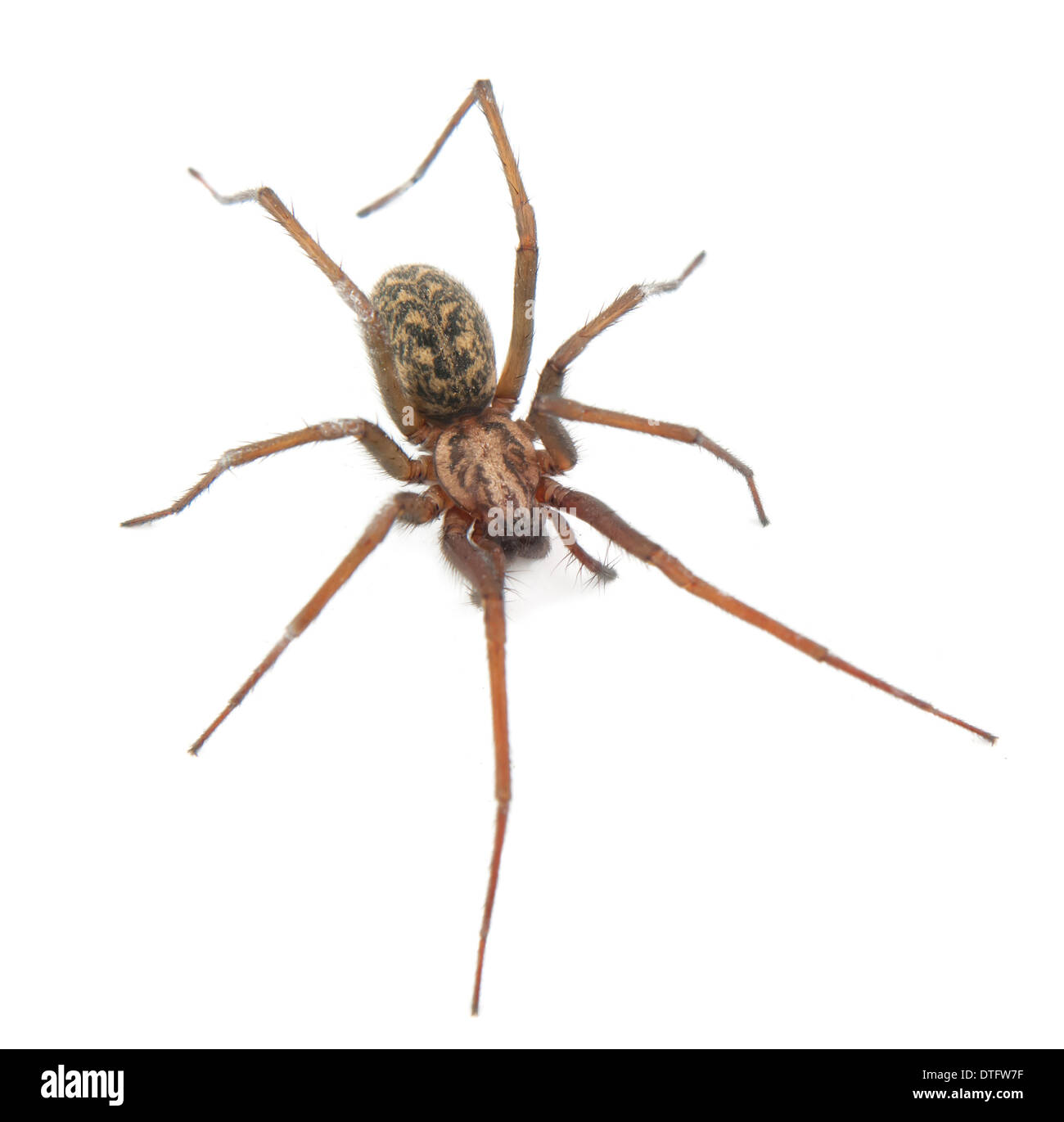 a spider isolated on white Stock Photo - Alamy