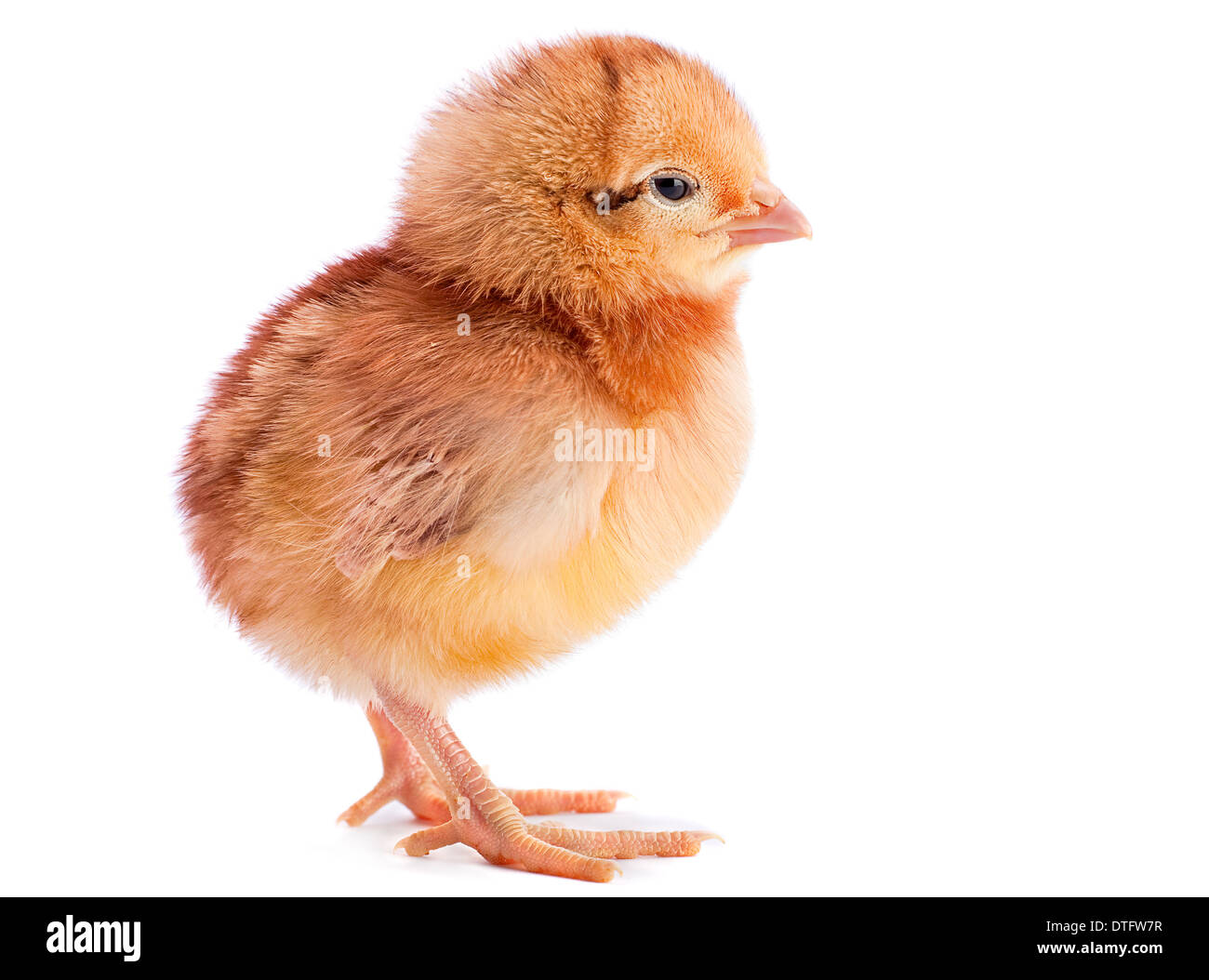 One baby chicken isolated on white Stock Photo - Alamy