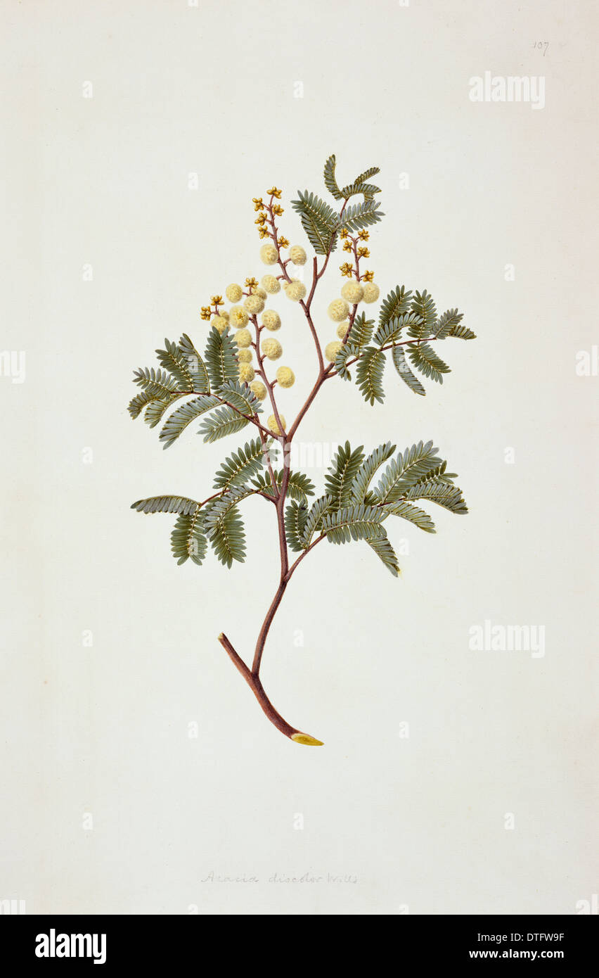 Acacia terminalis hi-res stock photography and images - Alamy