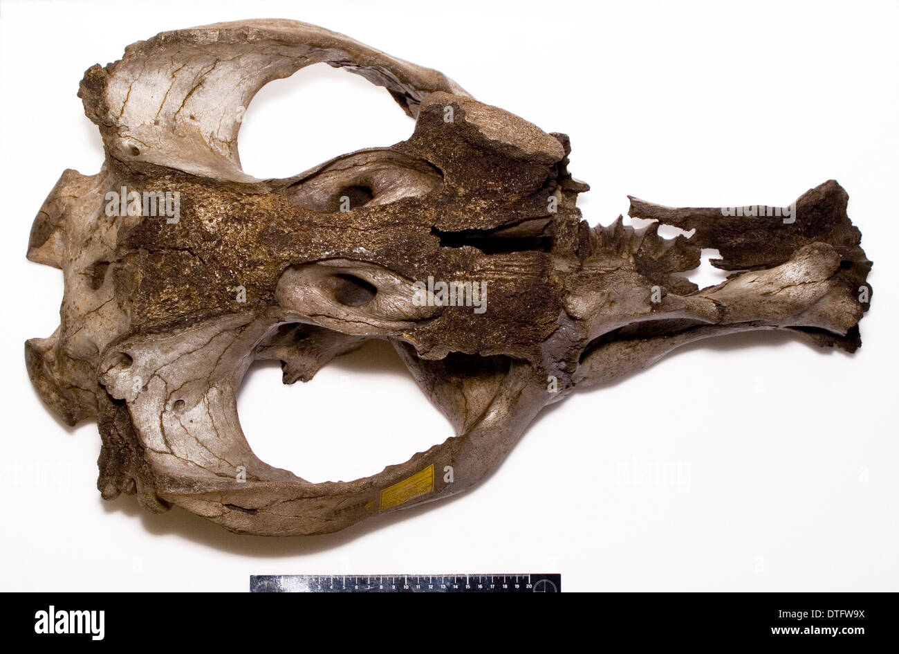 Fossil animal toxodon hi-res stock photography and images - Alamy