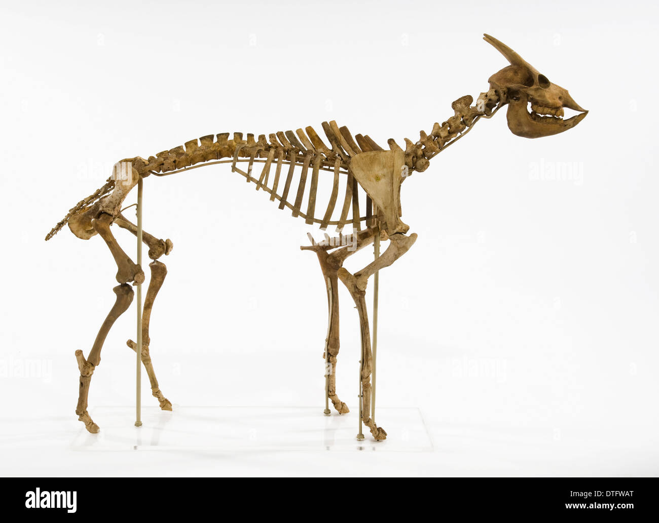 Articulate animal hi-res stock photography and images - Alamy