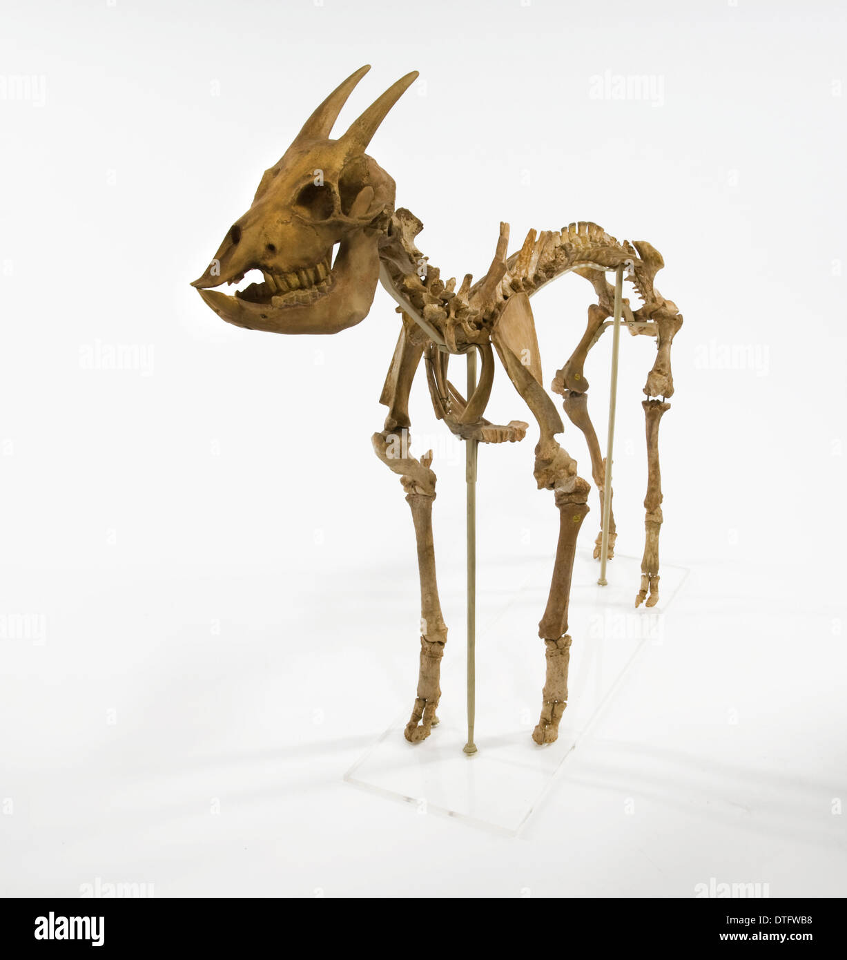 Bovid anatomy hi-res stock photography and images - Alamy
