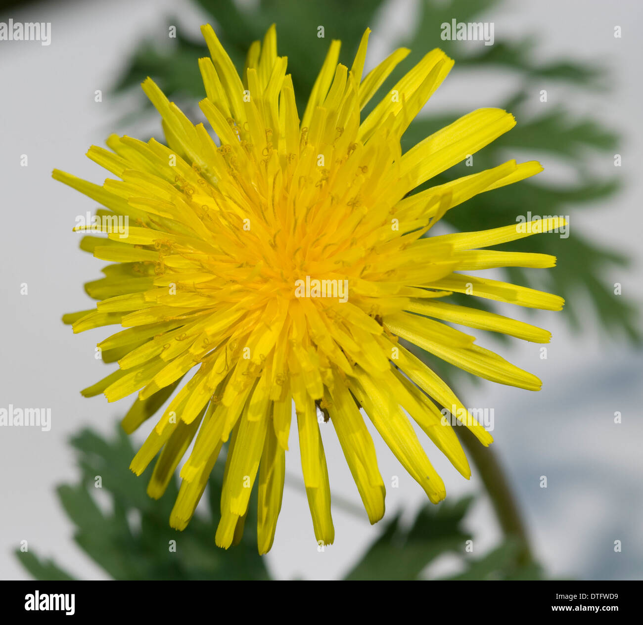 Stalk anatomy hi-res stock photography and images - Alamy