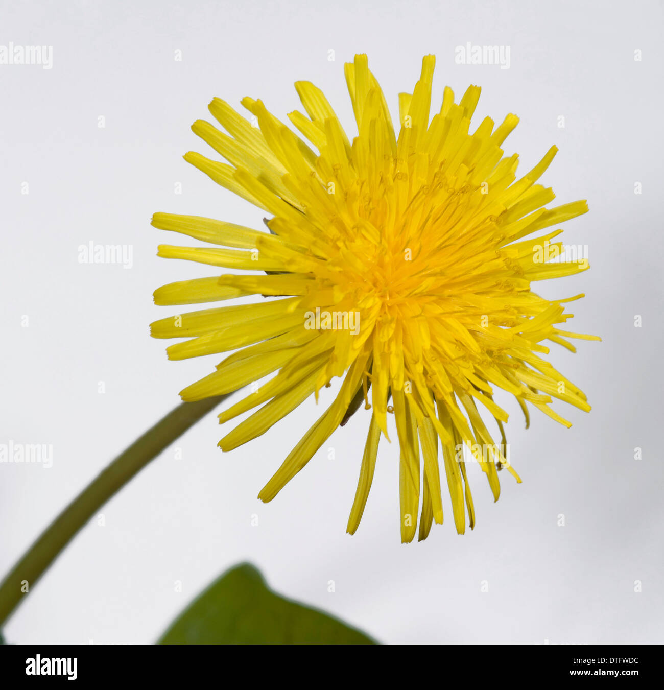 Stalk anatomy hi-res stock photography and images - Alamy