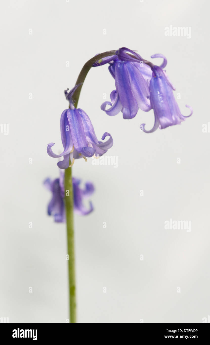 Bluebell common hi-res stock photography and images - Alamy