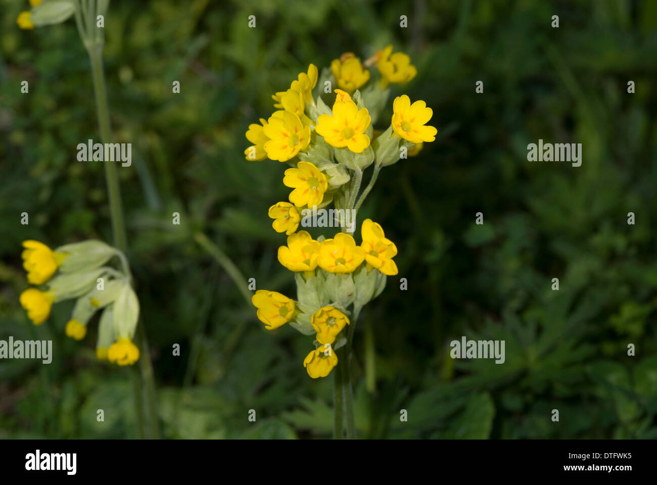 Primula veris primulaceae hi-res stock photography and images - Alamy