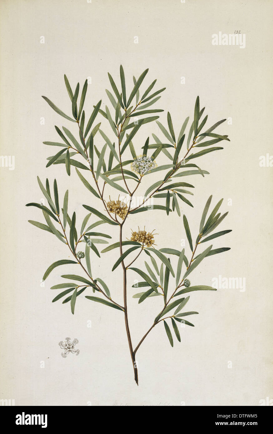 Melaleuca flowering hi-res stock photography and images - Alamy