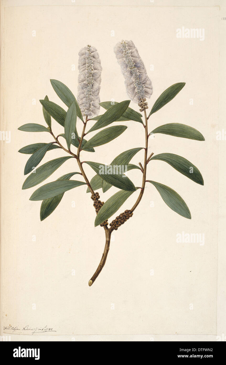 Melaleuca quinquenervia, punk tree Stock Photo - Alamy