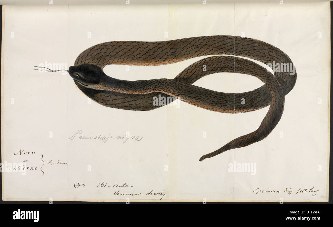 Venomous snake anatomy hi-res stock photography and images - Alamy