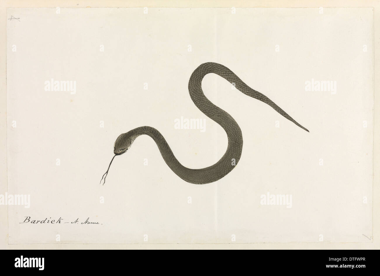 Elapid snake hi-res stock photography and images - Alamy