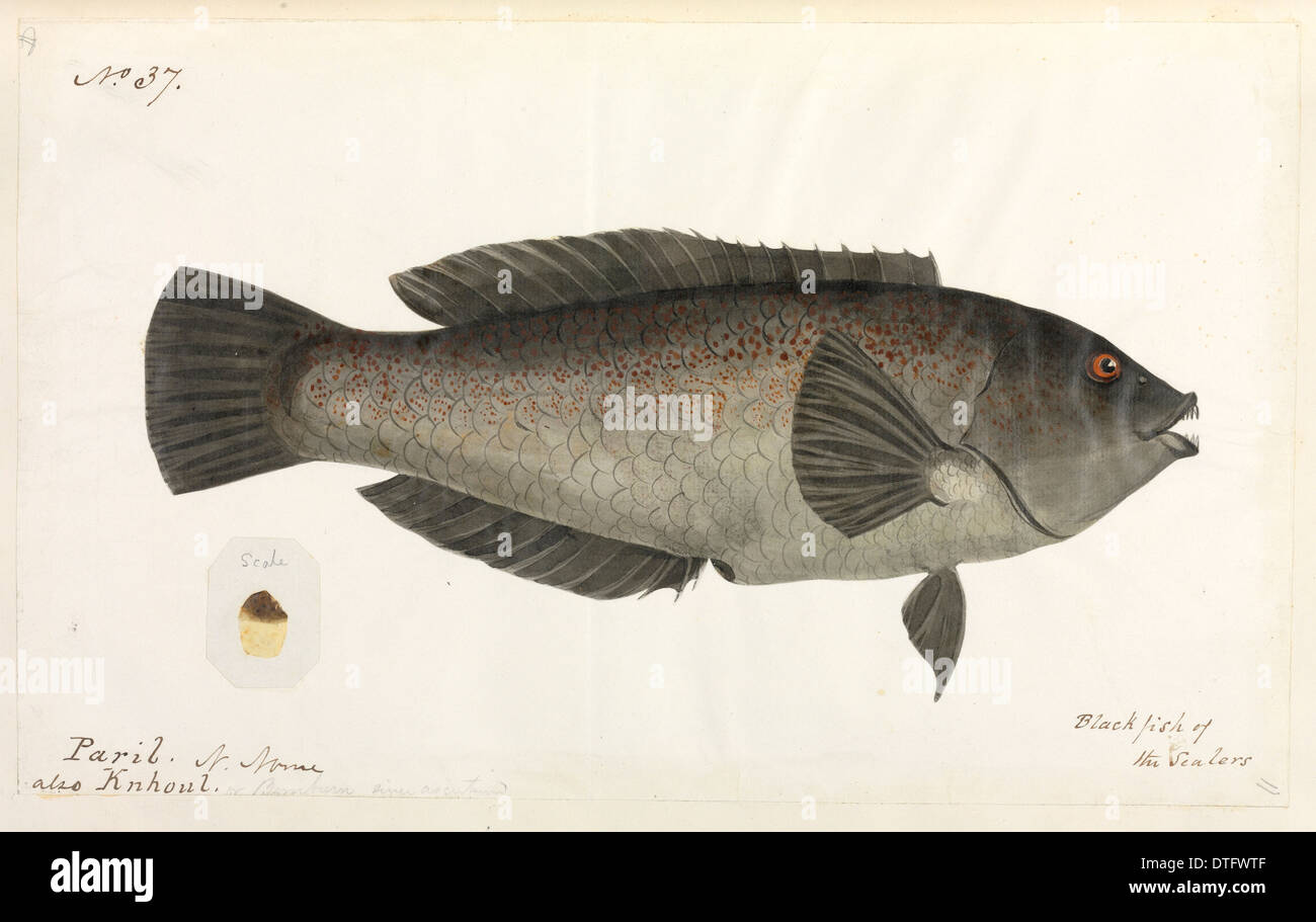 Robert neill fish hi-res stock photography and images - Alamy