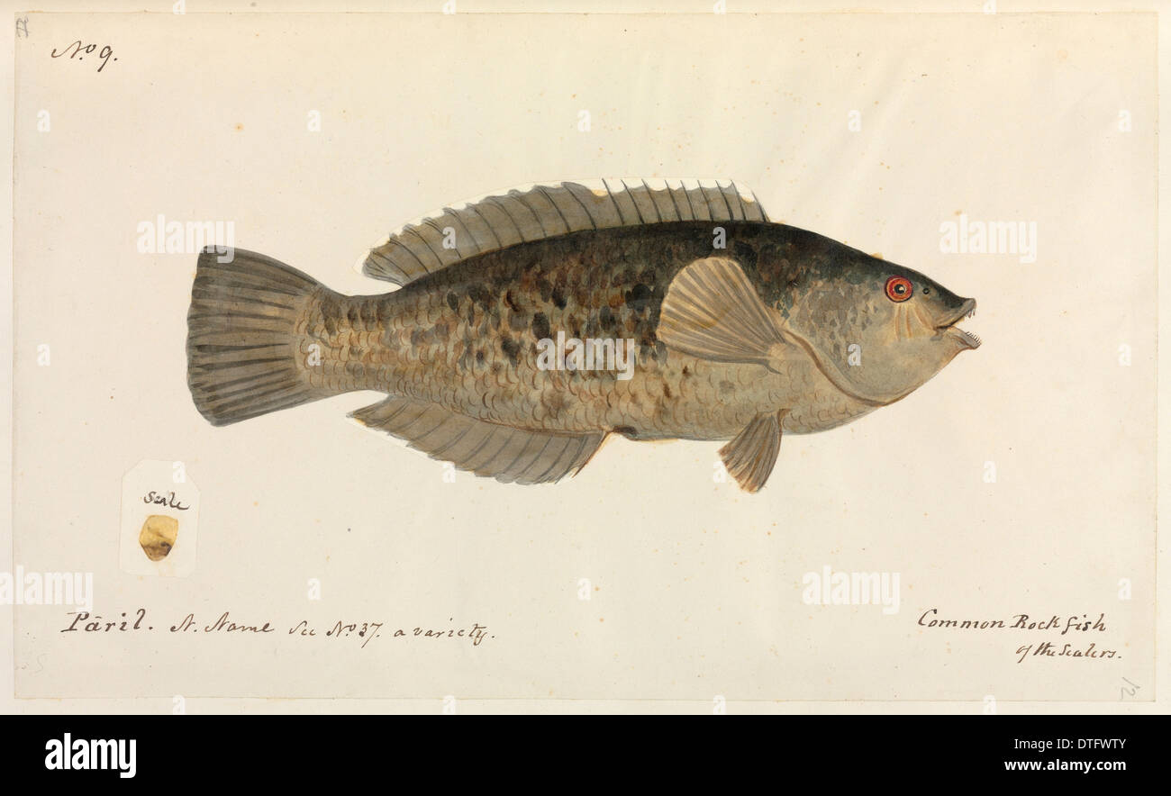 Robert brown australia hi-res stock photography and images - Alamy