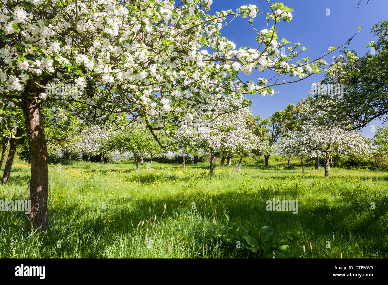 an orchard in Herefordshire England UK Stock Photo - Alamy