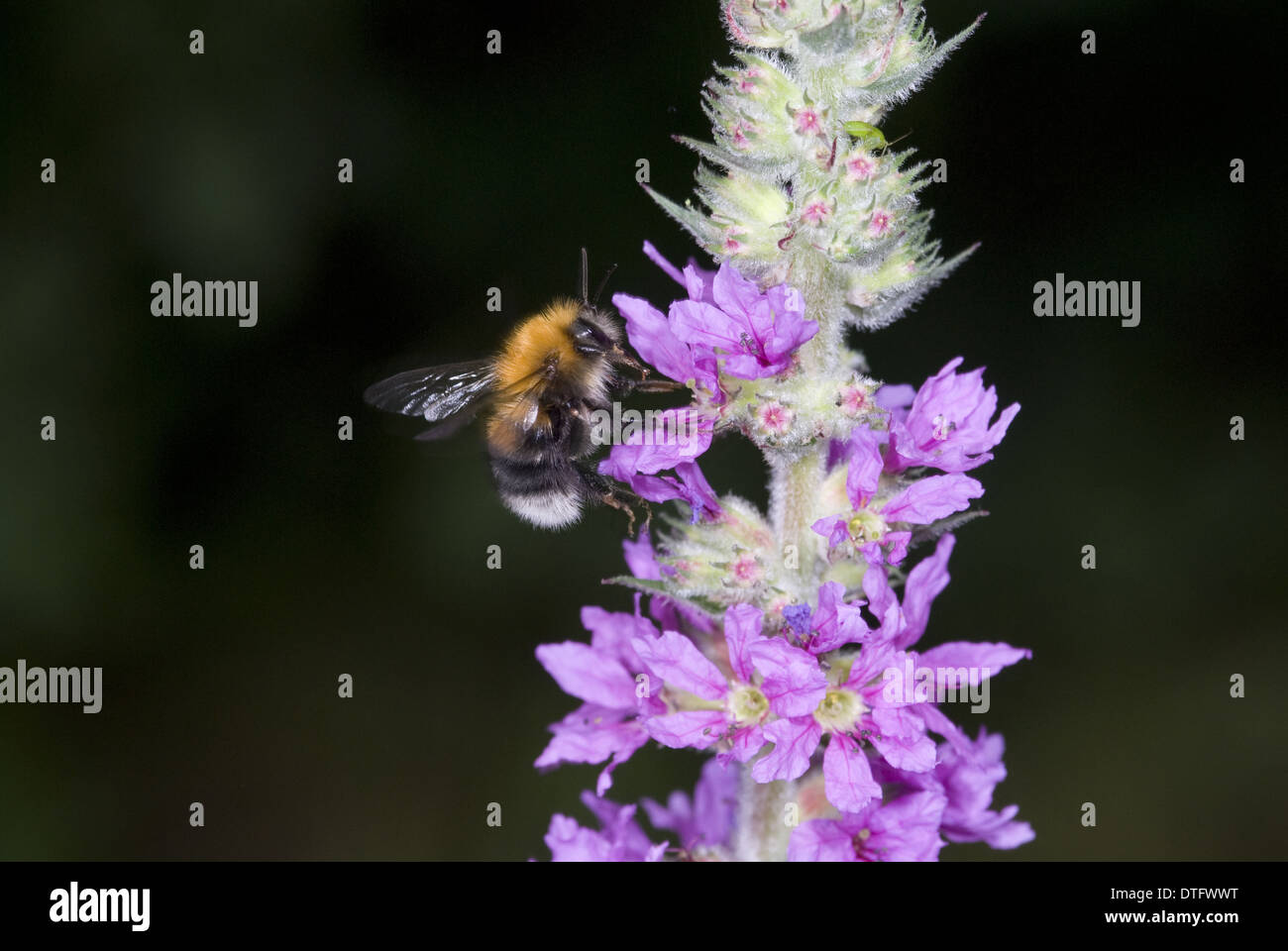 Hypnorum hypnorum hi-res stock photography and images - Alamy