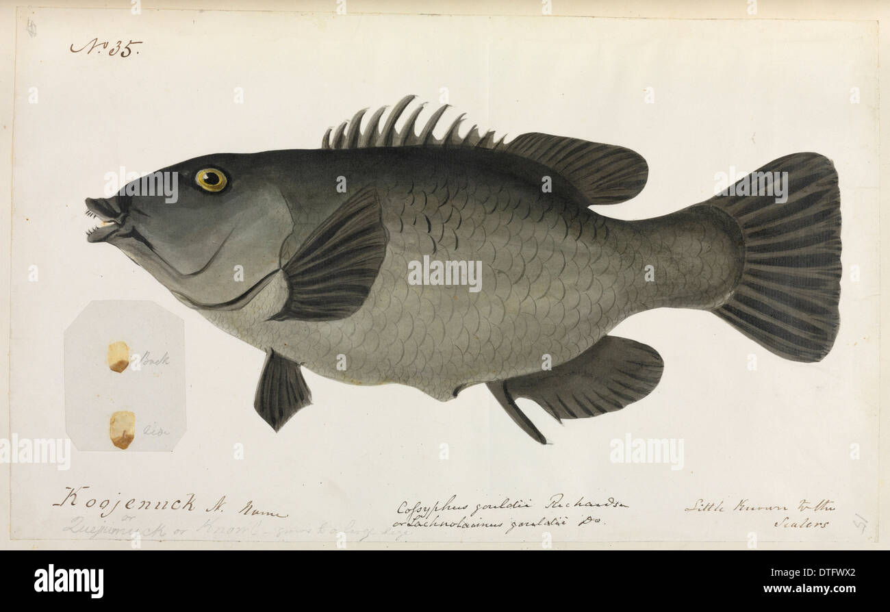 Fish illustration by Robert Neill Stock Photo - Alamy