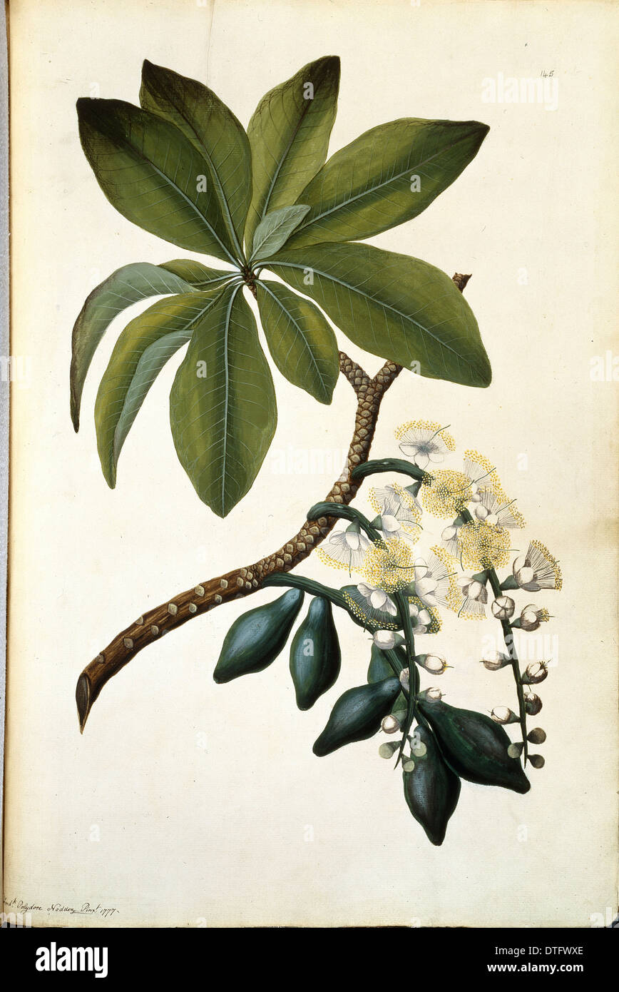 Mango tree painting hi-res stock photography and images - Alamy