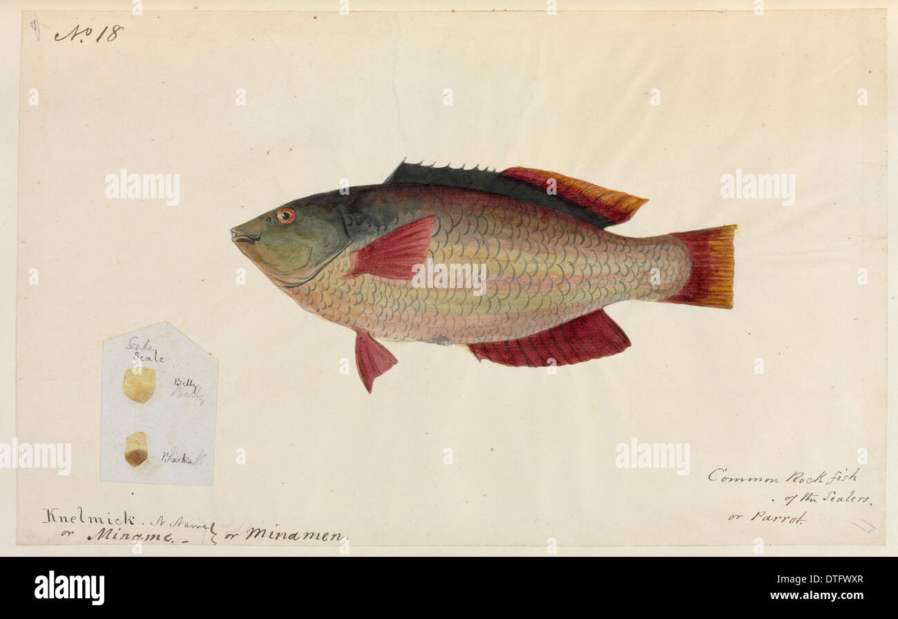 Common rock fish illustration by Robert Neill Stock Photo - Alamy
