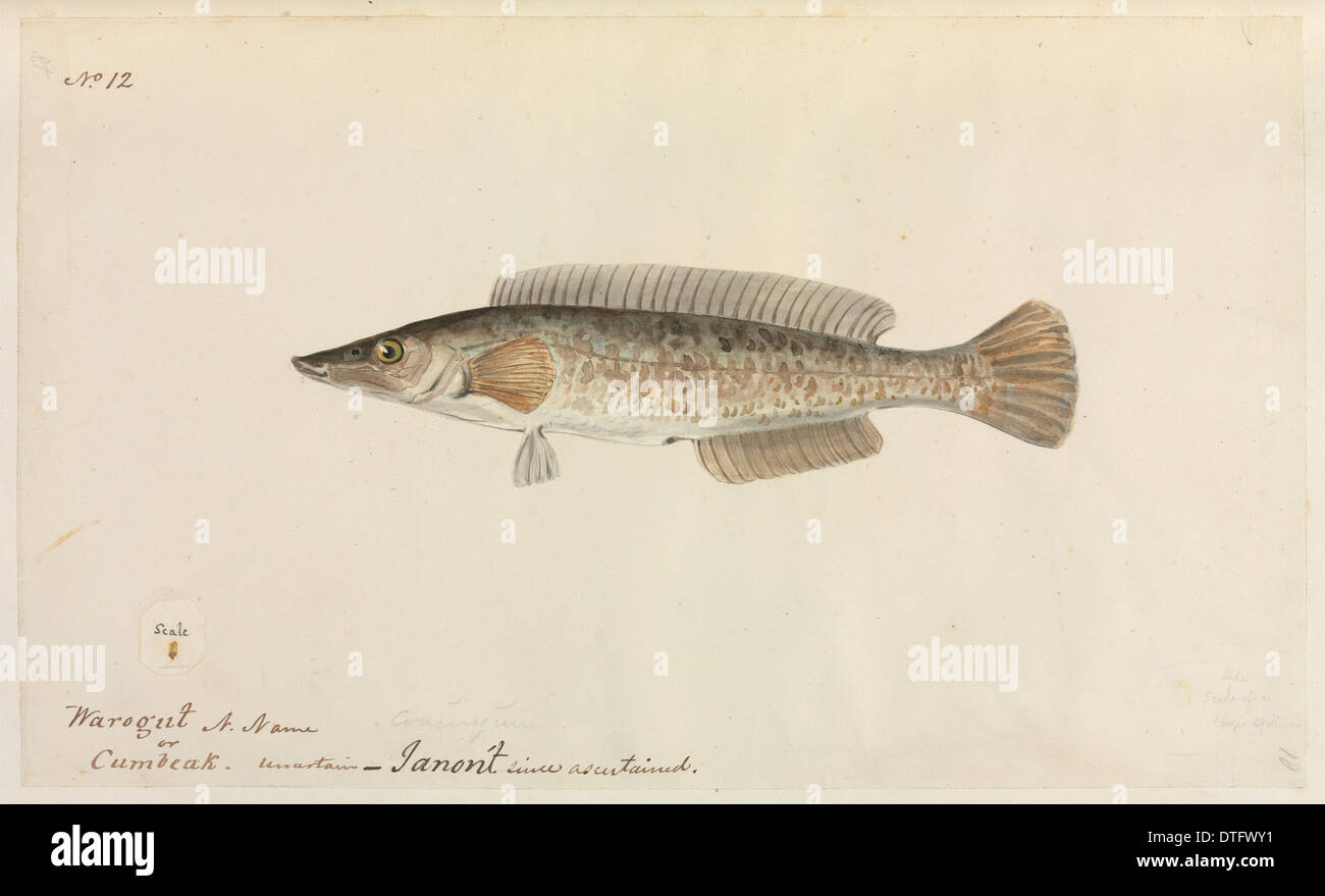 Robert brown australia hi-res stock photography and images - Alamy