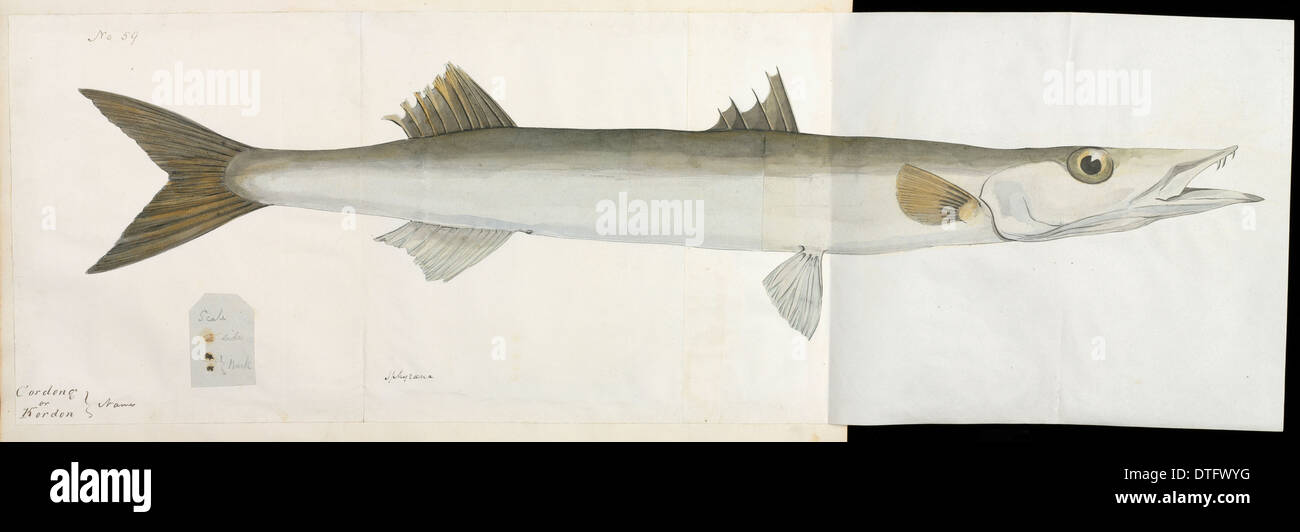 Fish scale anatomy hi-res stock photography and images - Alamy