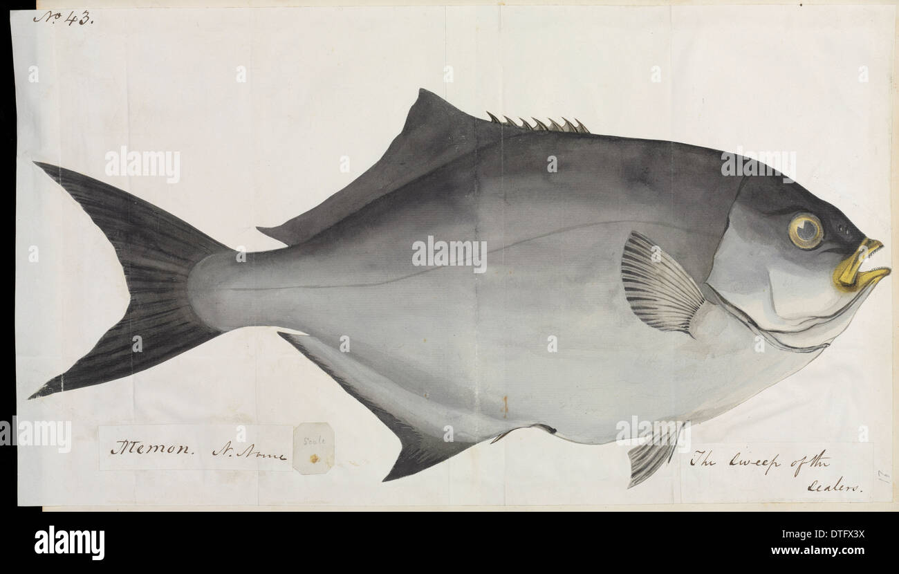 Fish illustration by Robert Neill Stock Photo - Alamy