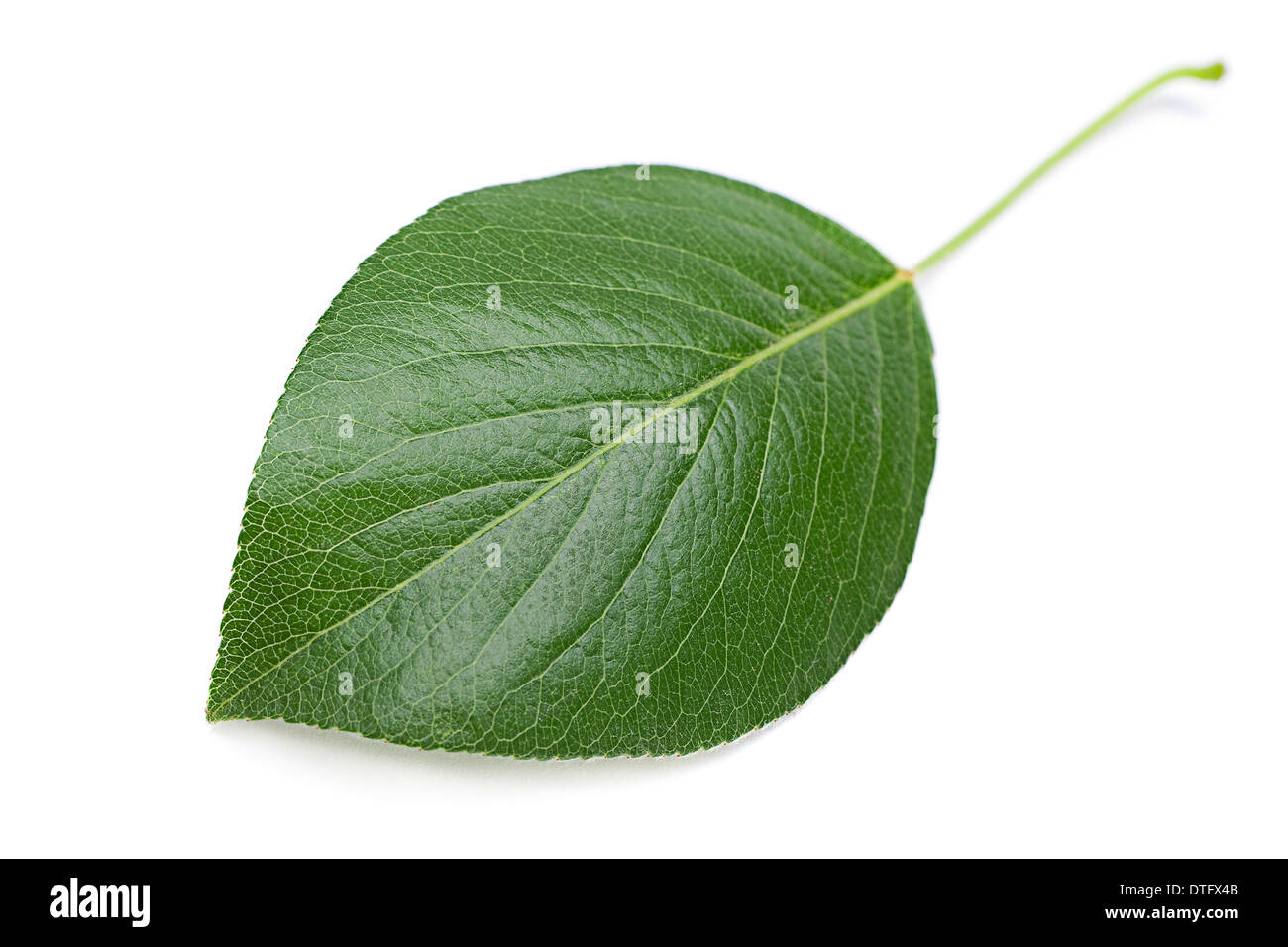 Cherry with leaf Cut Out Stock Images & Pictures - Alamy