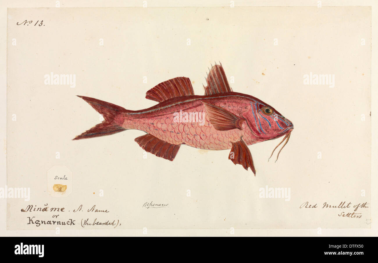 Mullet fish australia hi-res stock photography and images - Alamy