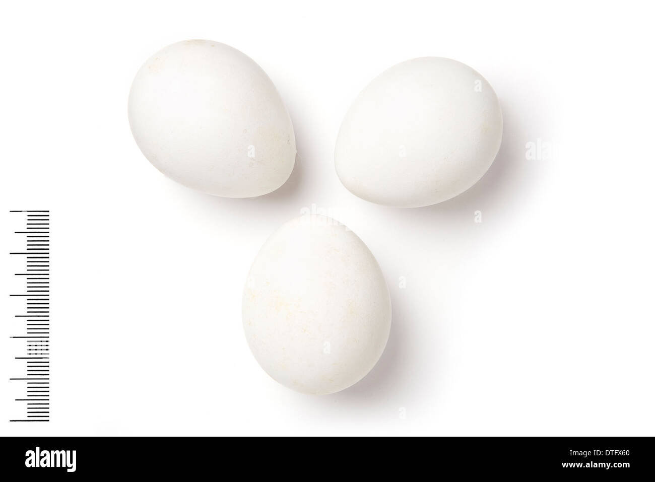 Butastur teesa, white-eyed buzzard eggs Stock Photo - Alamy