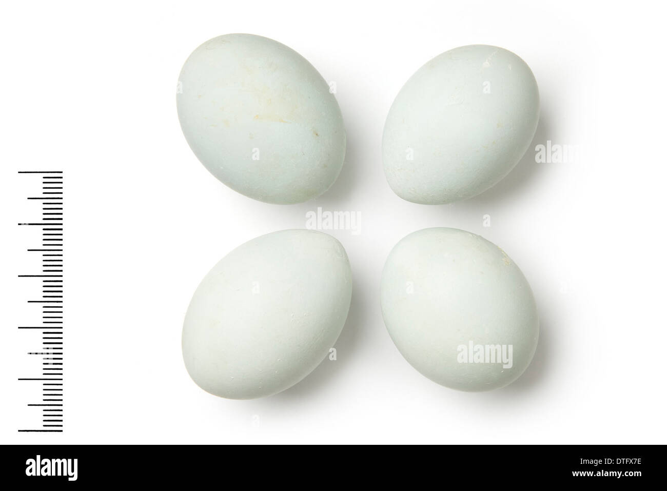 Ardeola grayli, indian pond heron eggs Stock Photo - Alamy