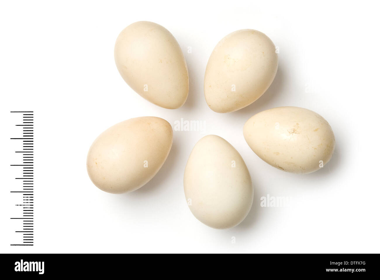 Ammoperdix heyi, sand partridge eggs Stock Photo - Alamy