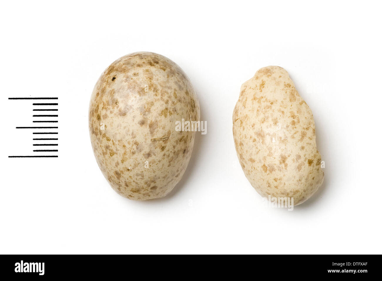 Podoces pleskei, pleske's ground jay Stock Photo - Alamy