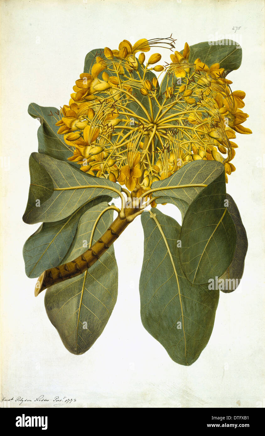 Deplanchea tetraphylla, golden bouquet tree Stock Photo - Alamy