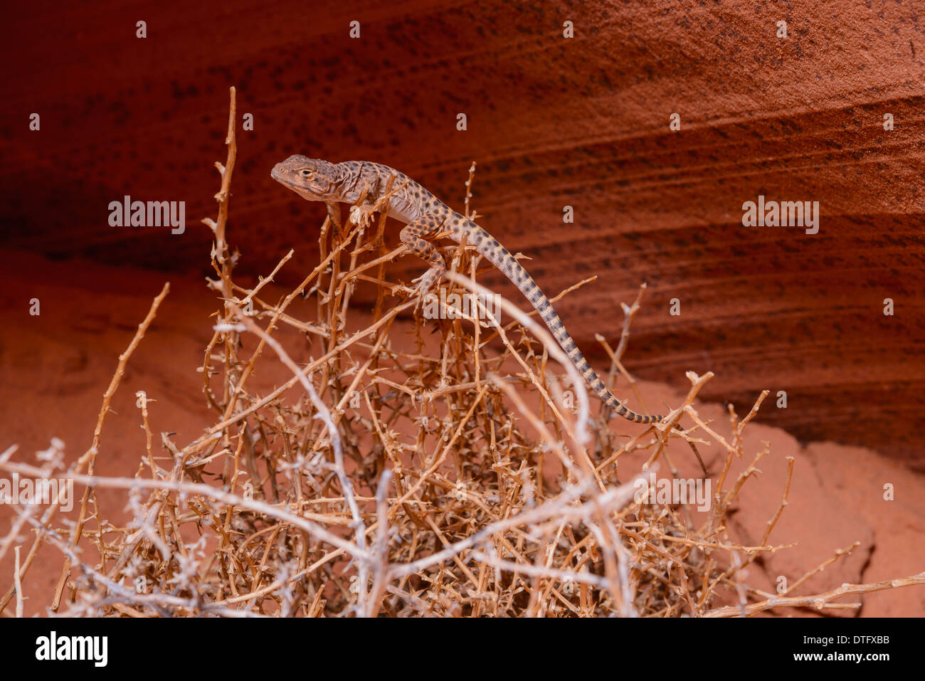 Lizard, Arizona, USA Stock Photo - Alamy