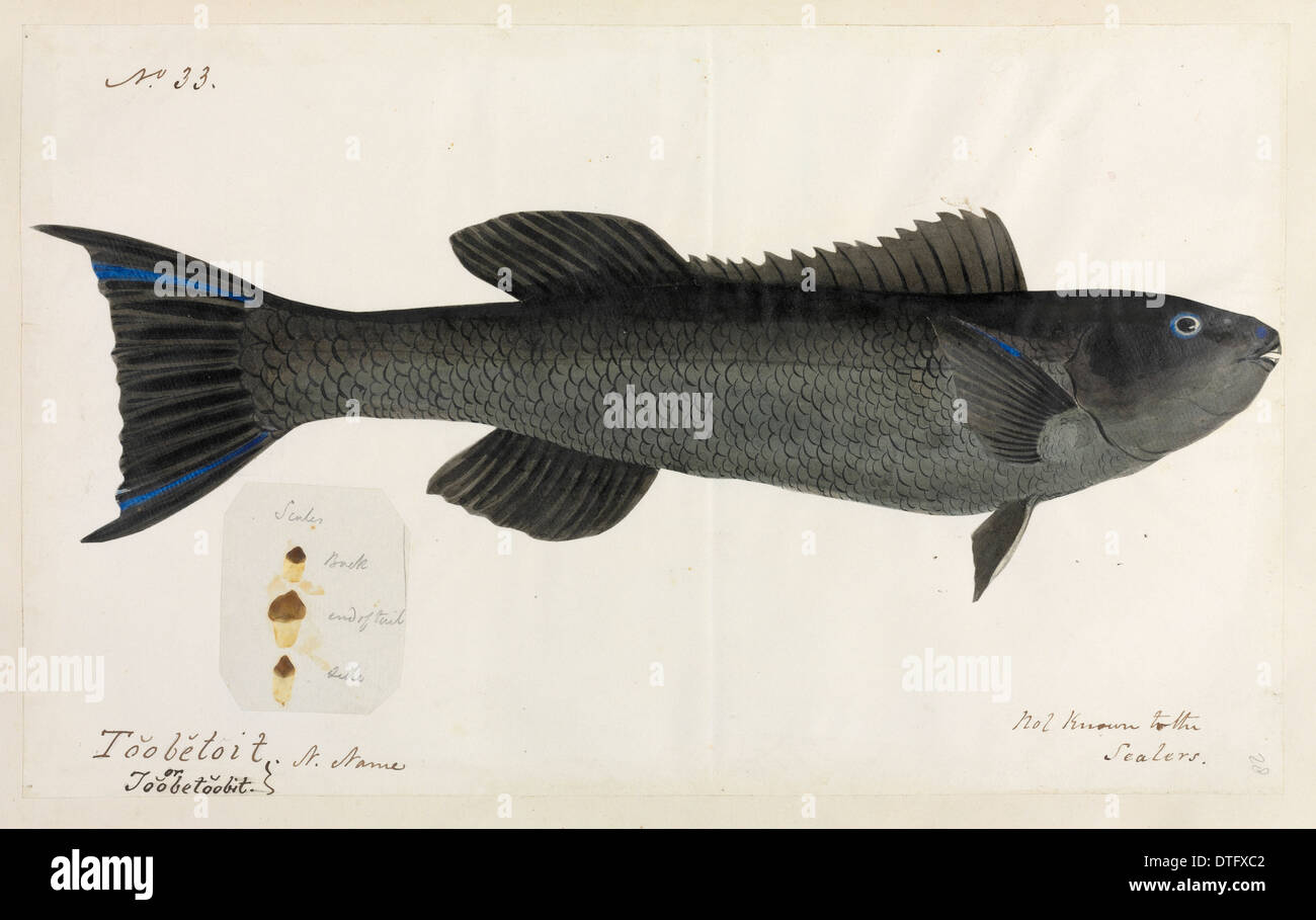 Australian native fishes hi-res stock photography and images - Alamy