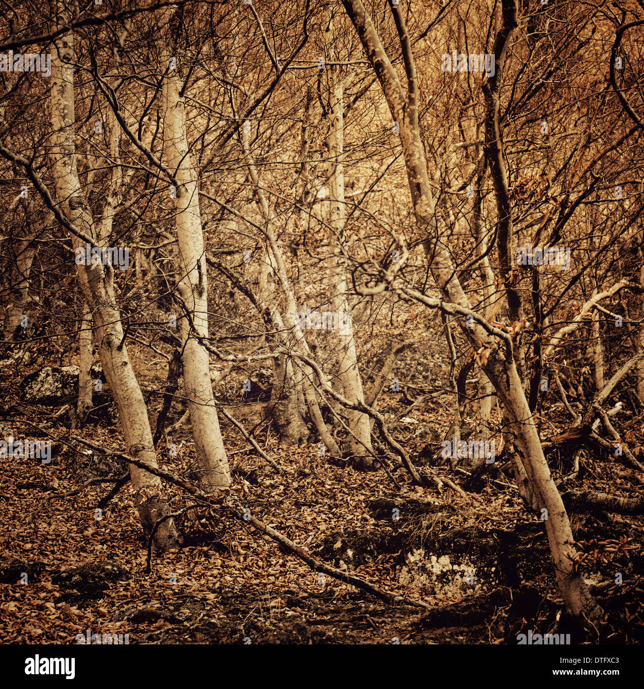 Dark mystical forest Stock Photo - Alamy