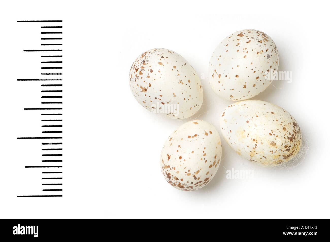 Phylloscopus neglectus, plain leaf warbler eggs Stock Photo - Alamy