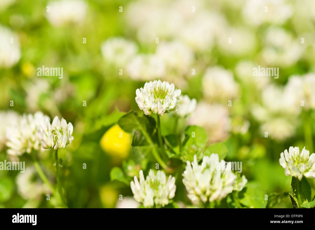 Clower flower hi-res stock photography and images - Alamy