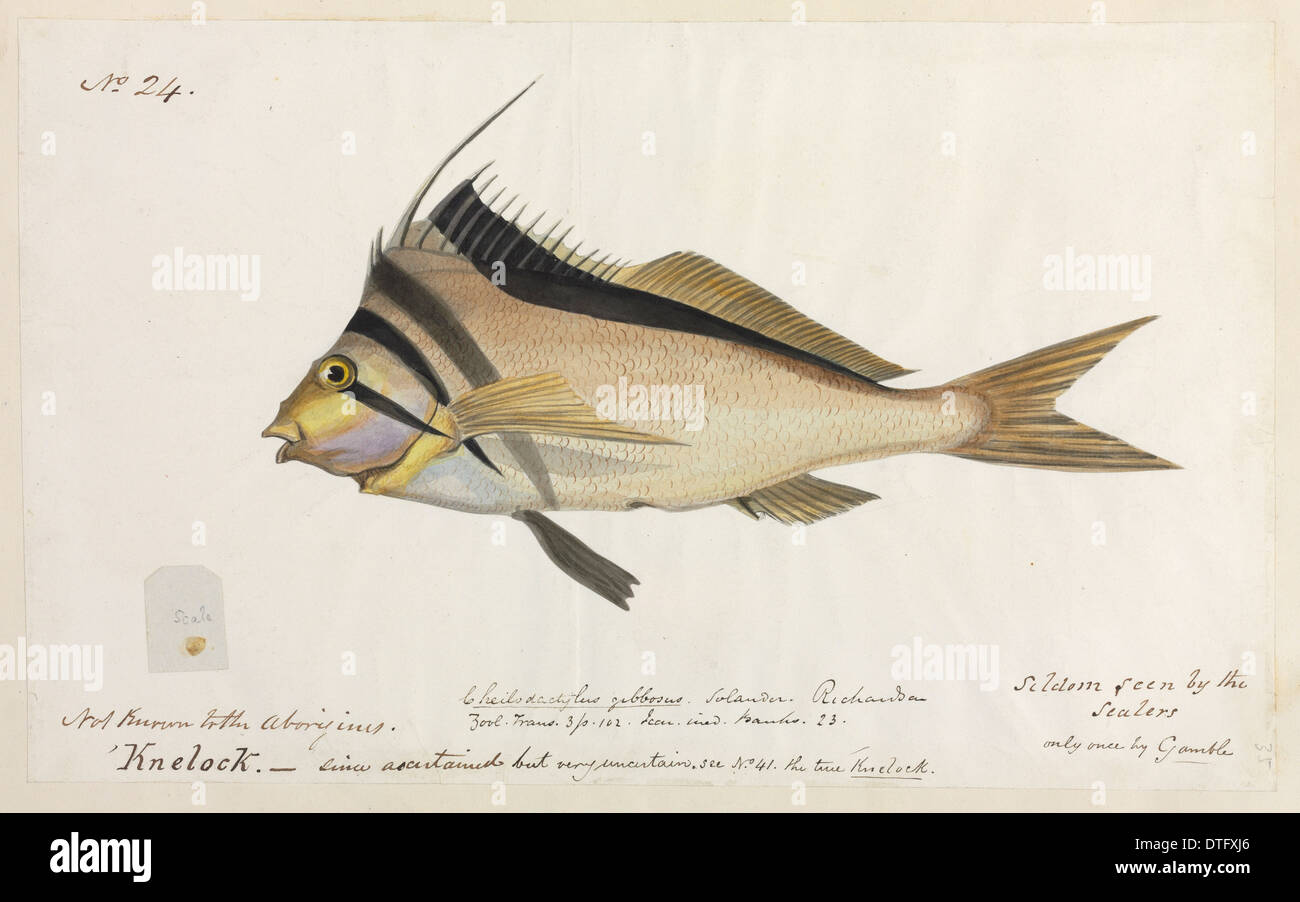 Cheilodactylus High Resolution Stock Photography and Images - Alamy