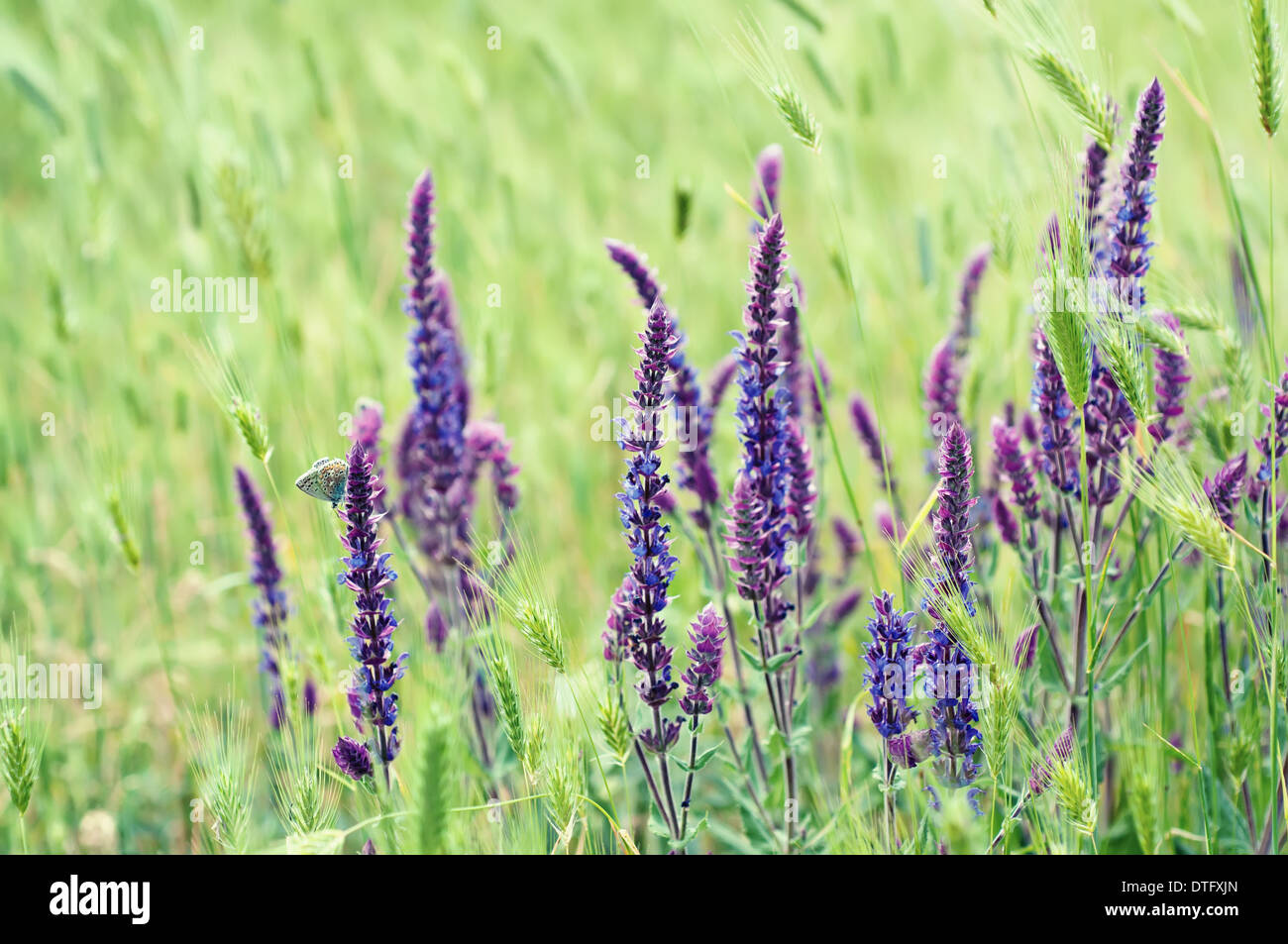 Violet meadow flower Stock Photo - Alamy