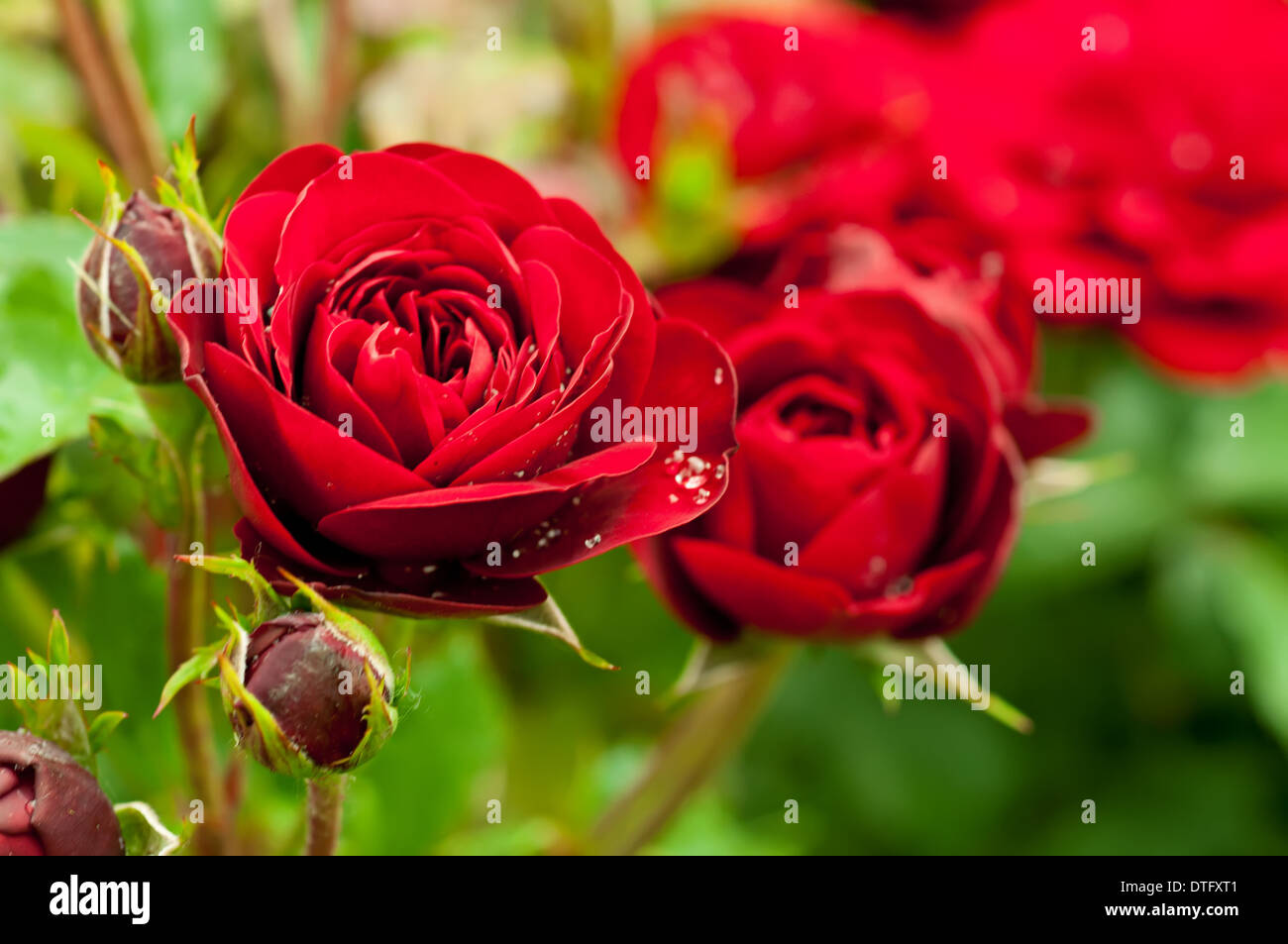 Red roses garden Stock Photo - Alamy