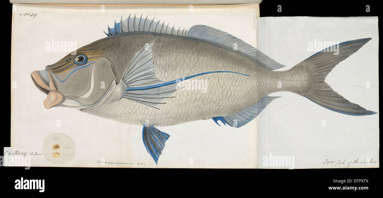 Cheilodactylus hi-res stock photography and images - Alamy