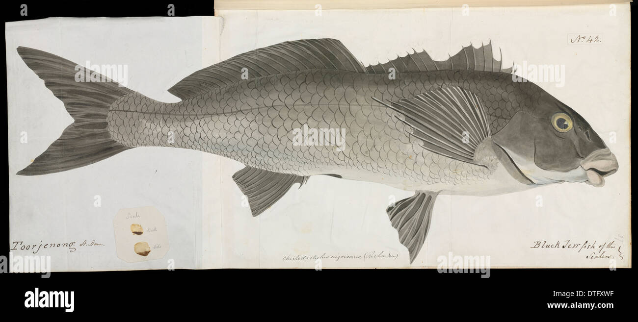 Jewfish australia hi-res stock photography and images - Alamy