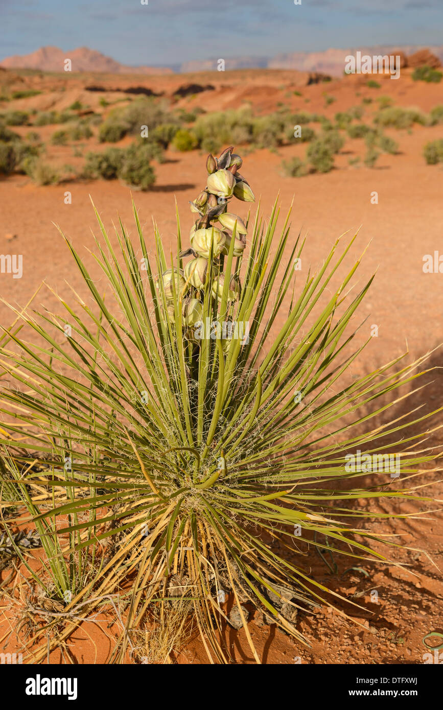 Harriman's Yucca, Yucca harrimaniae, also known as Narrow Leaf Yucca ...