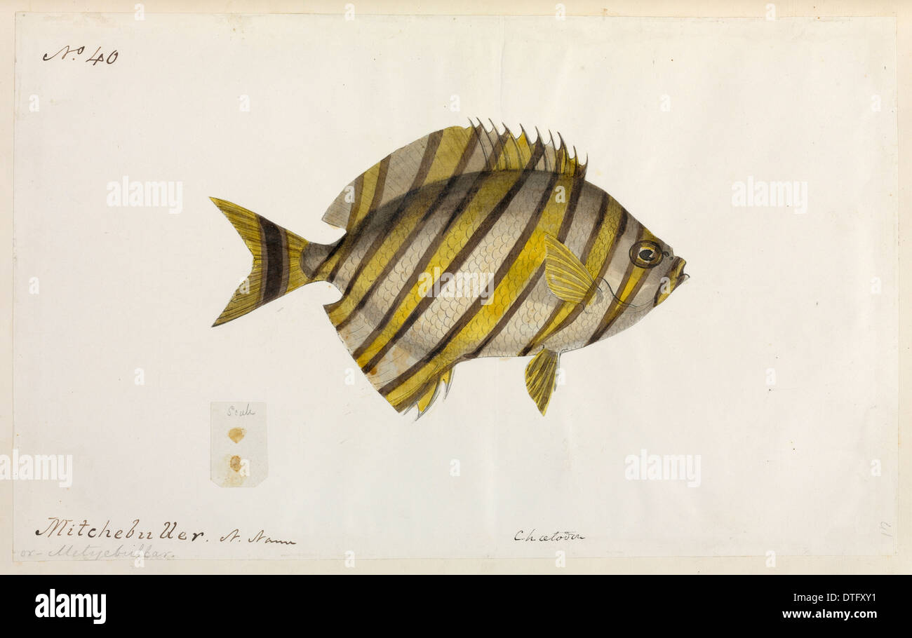 Robert neill fish hi-res stock photography and images - Alamy