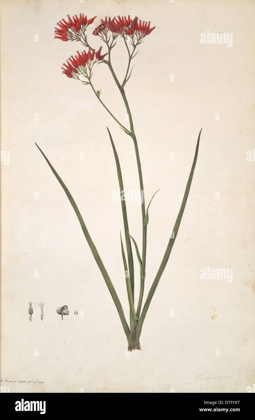 Captain scarlet hi-res stock photography and images - Alamy