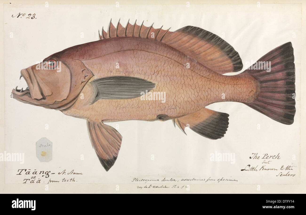 Fish scale anatomy hi-res stock photography and images - Alamy