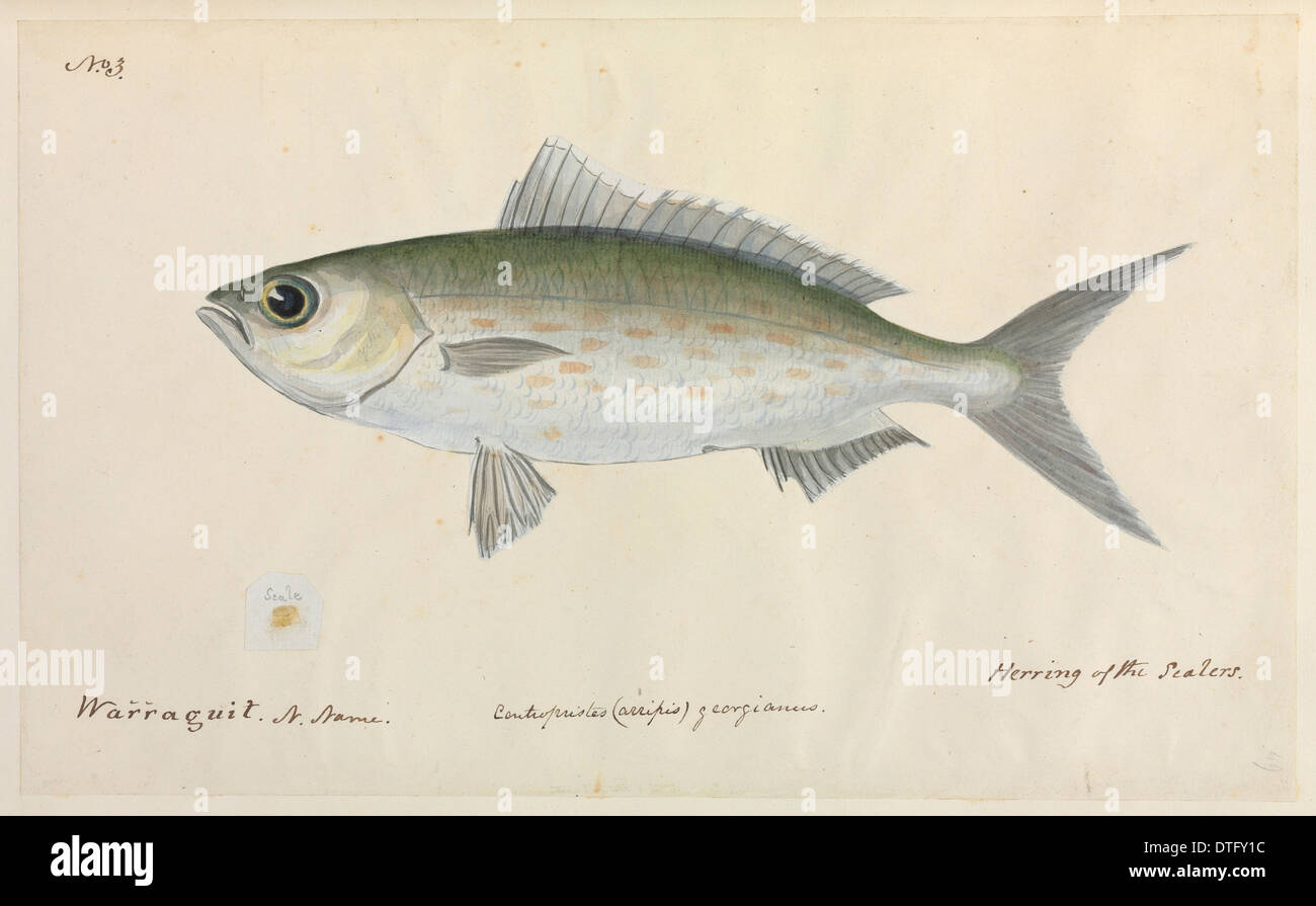 Robert herring hi-res stock photography and images - Alamy