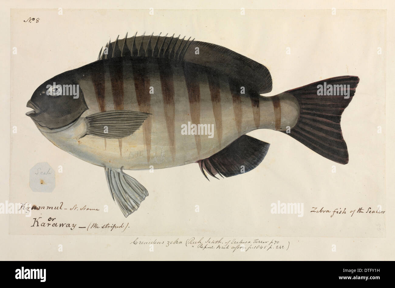 Zebra fish illustration Stock Photo - Alamy